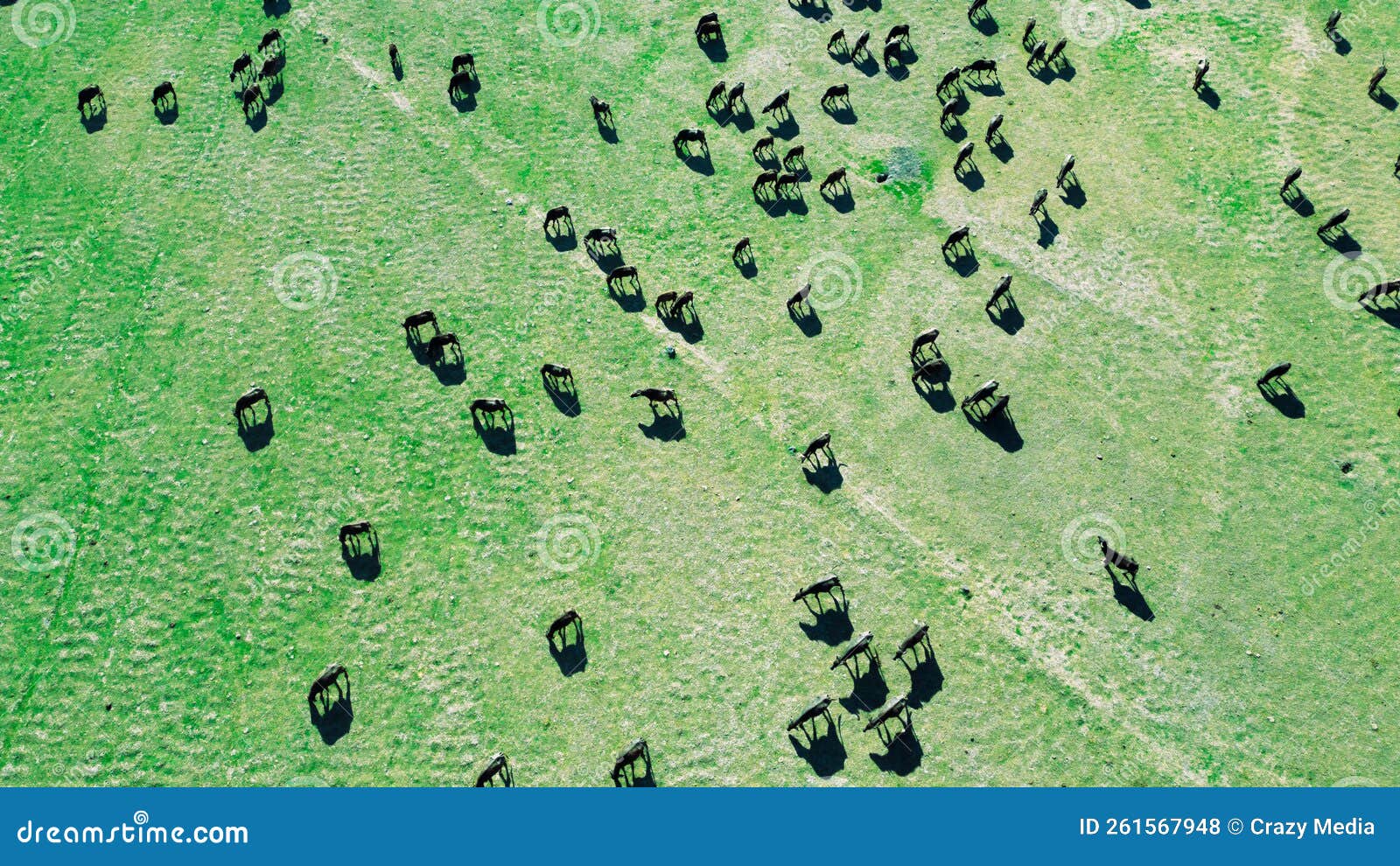 Buffalo Animal Husbandry, Breeding and Animal Husbandry in Productive ...