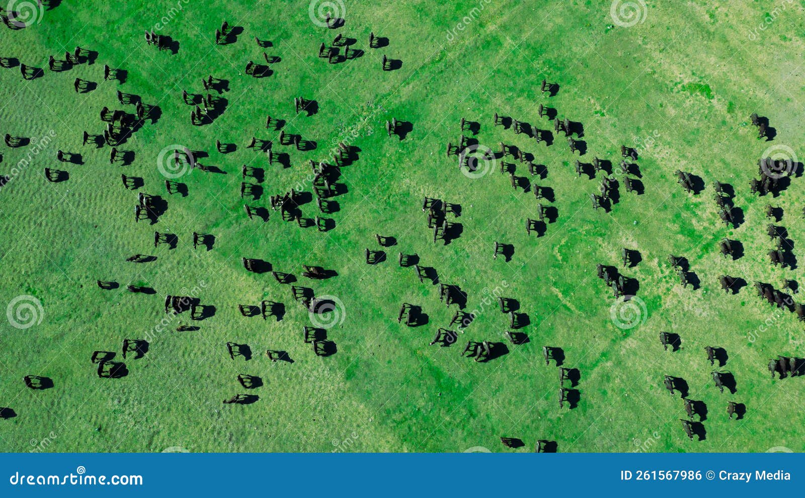 Buffalo Animal Husbandry, Breeding and Animal Husbandry in Productive ...