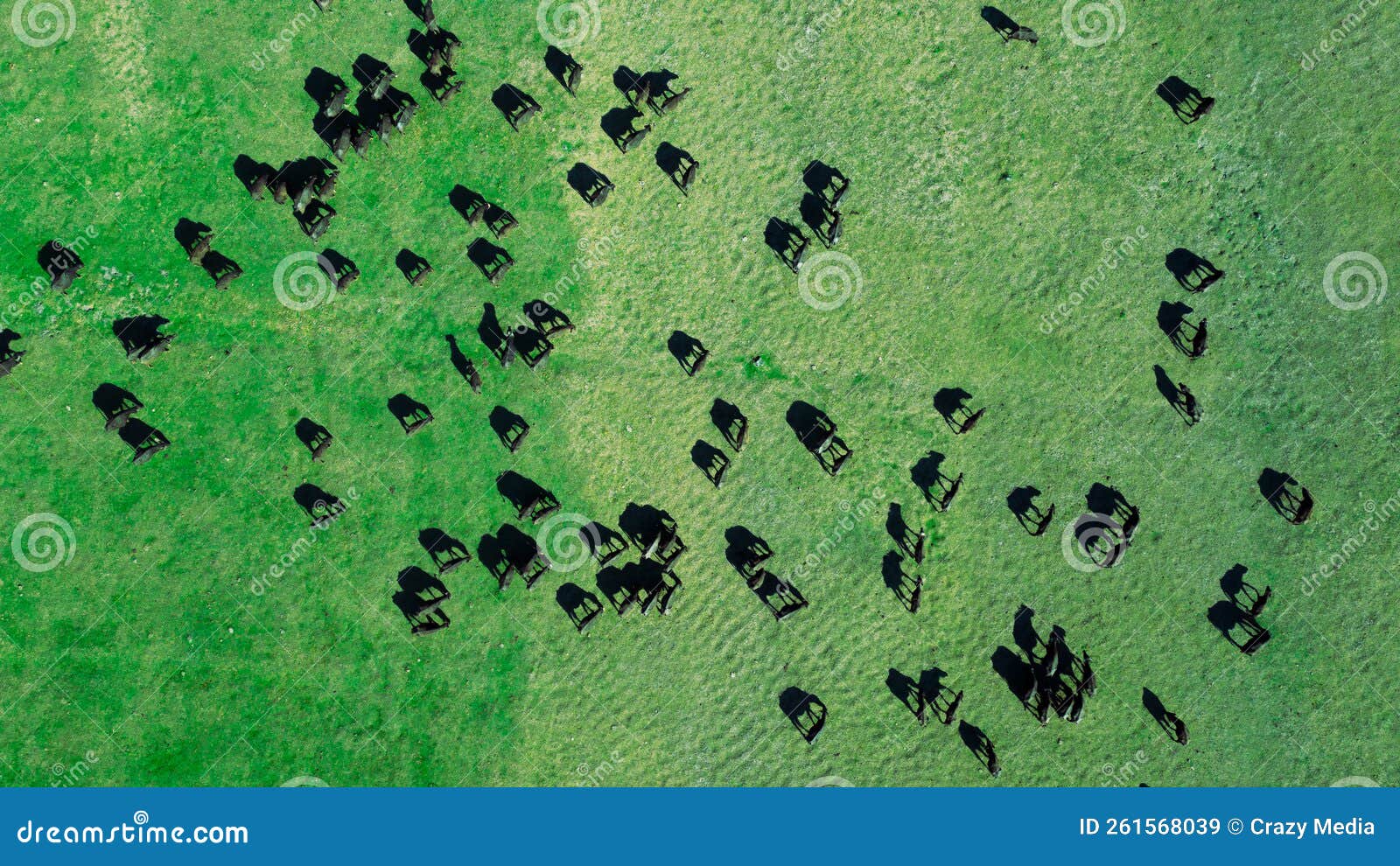 Buffalo Animal Husbandry, Breeding and Animal Husbandry in Productive ...