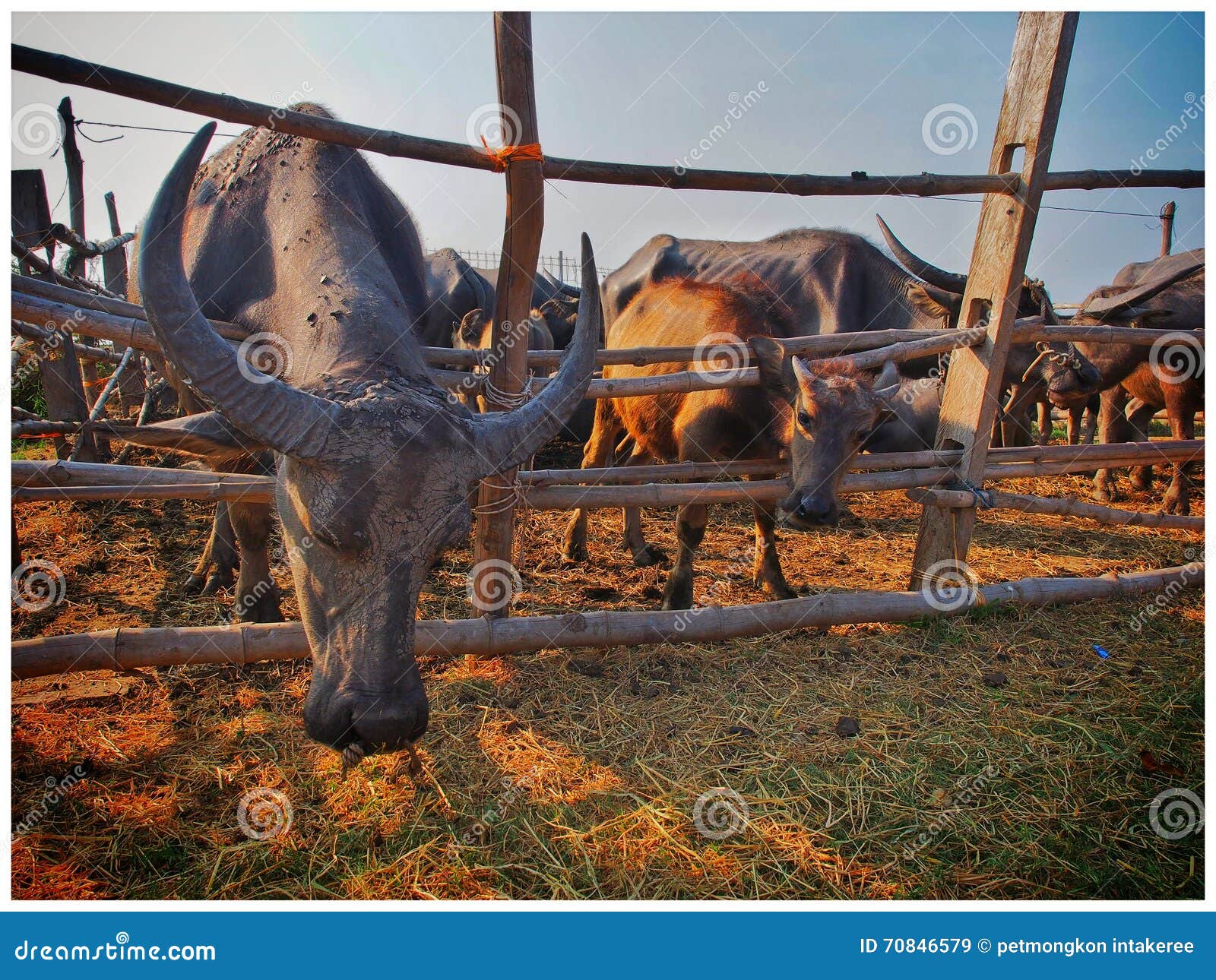 Buffalo stock image. Image of lovly, love, animal, buffalo - 70846579