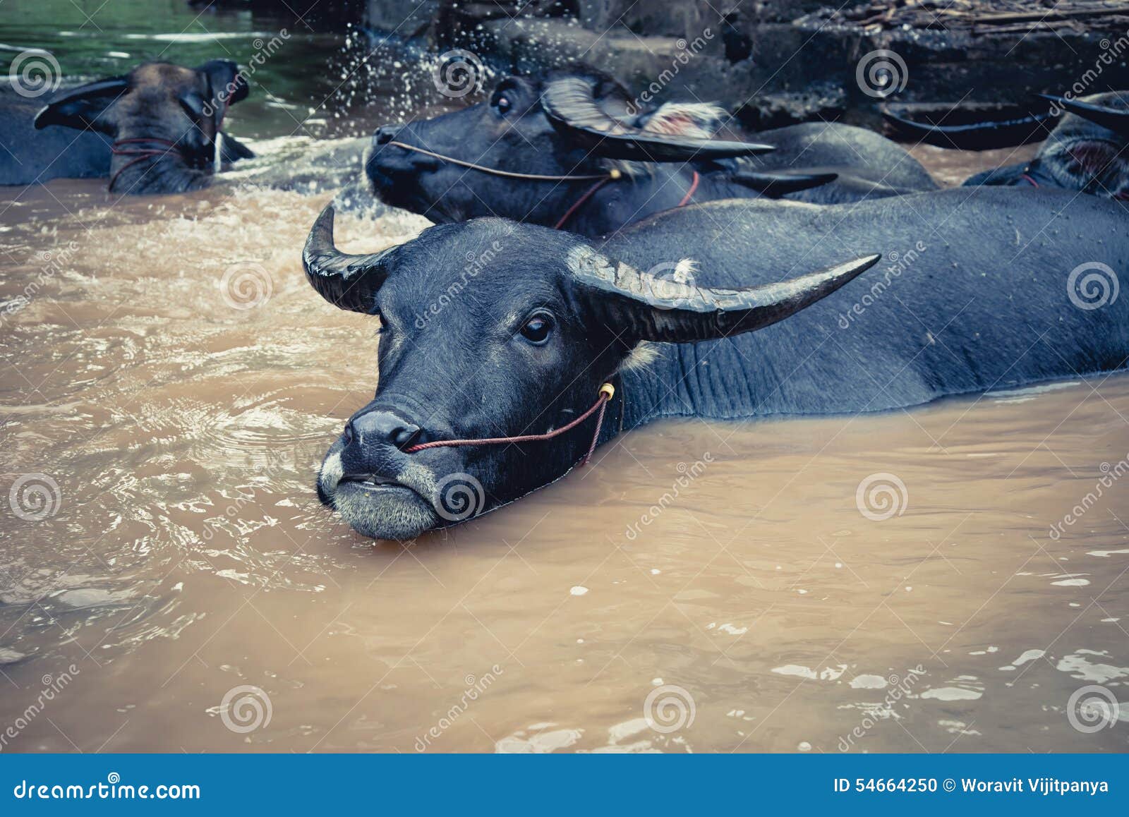Buffalo stock photo. Image of dirty, bovine, male, female - 54664250