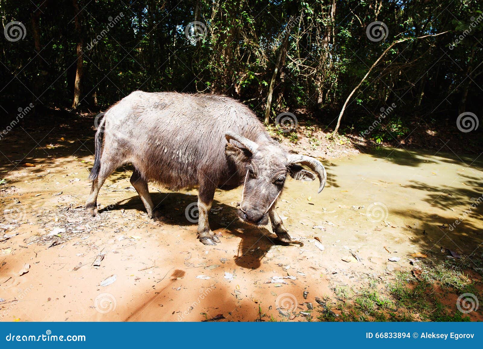 Buffalo in asia stock photo. Image of pasture, animal - 66833894