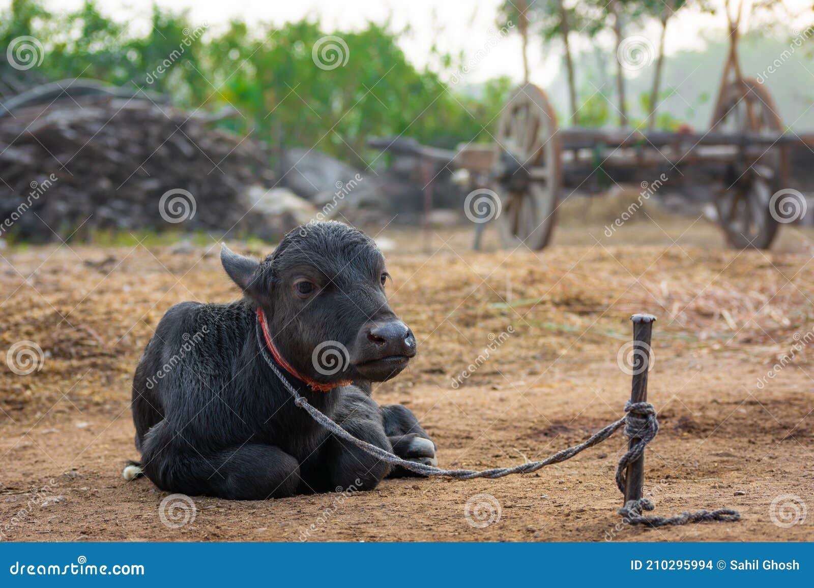 Buffalo baby. stock photo. Image of buffalo, cattle - 210295994