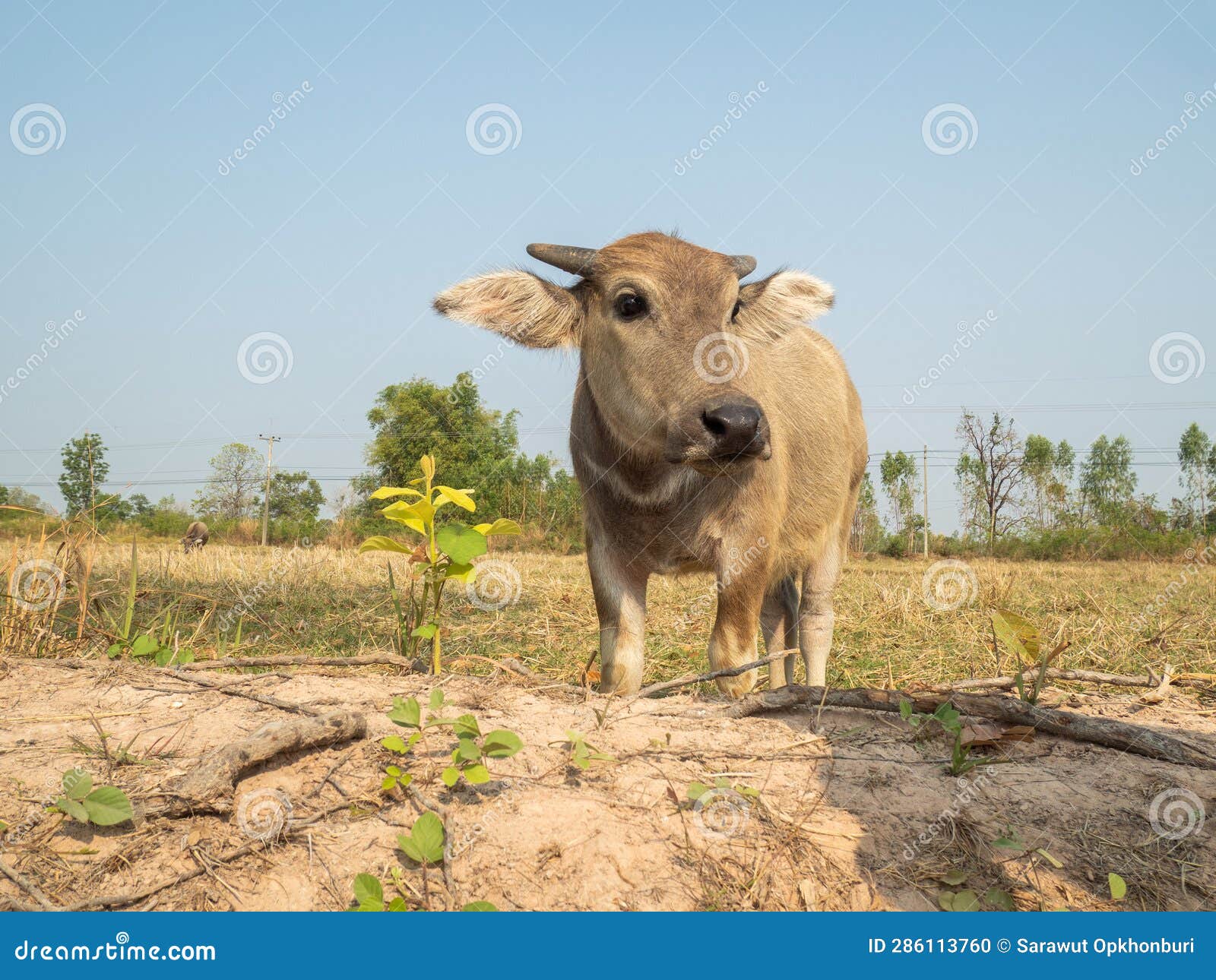 Buffalo Baby Royalty-Free Stock Photography | CartoonDealer.com #76012751