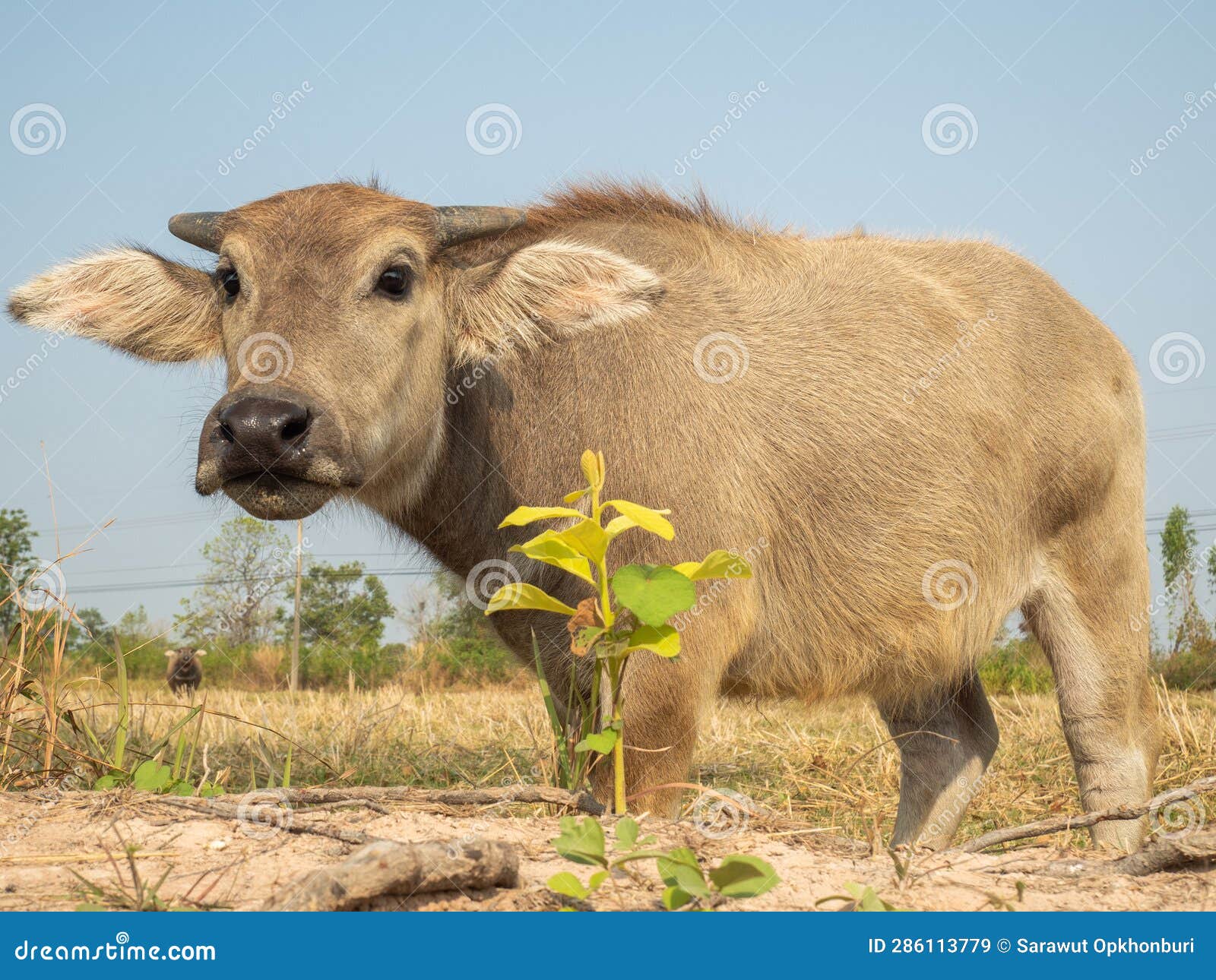Buffalo Baby Standing in Field with Nature Background Stock Image ...
