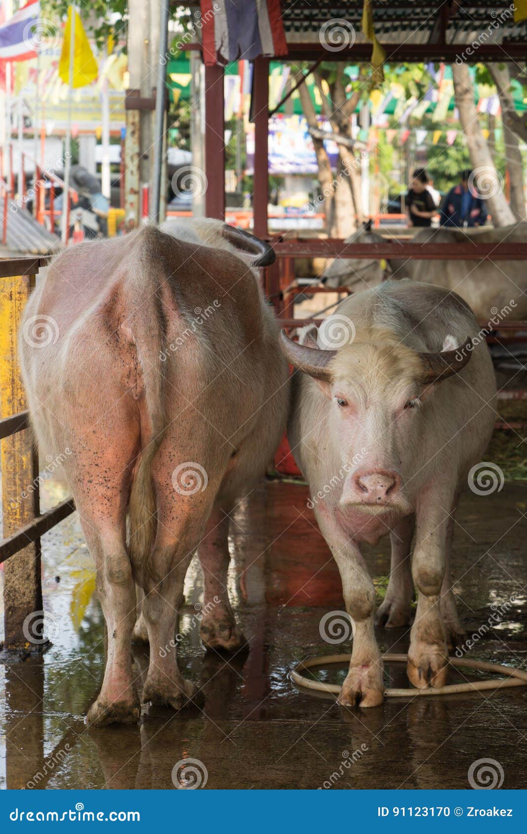 Buffalo stock photo. Image of green, background, mozzarella - 91123170
