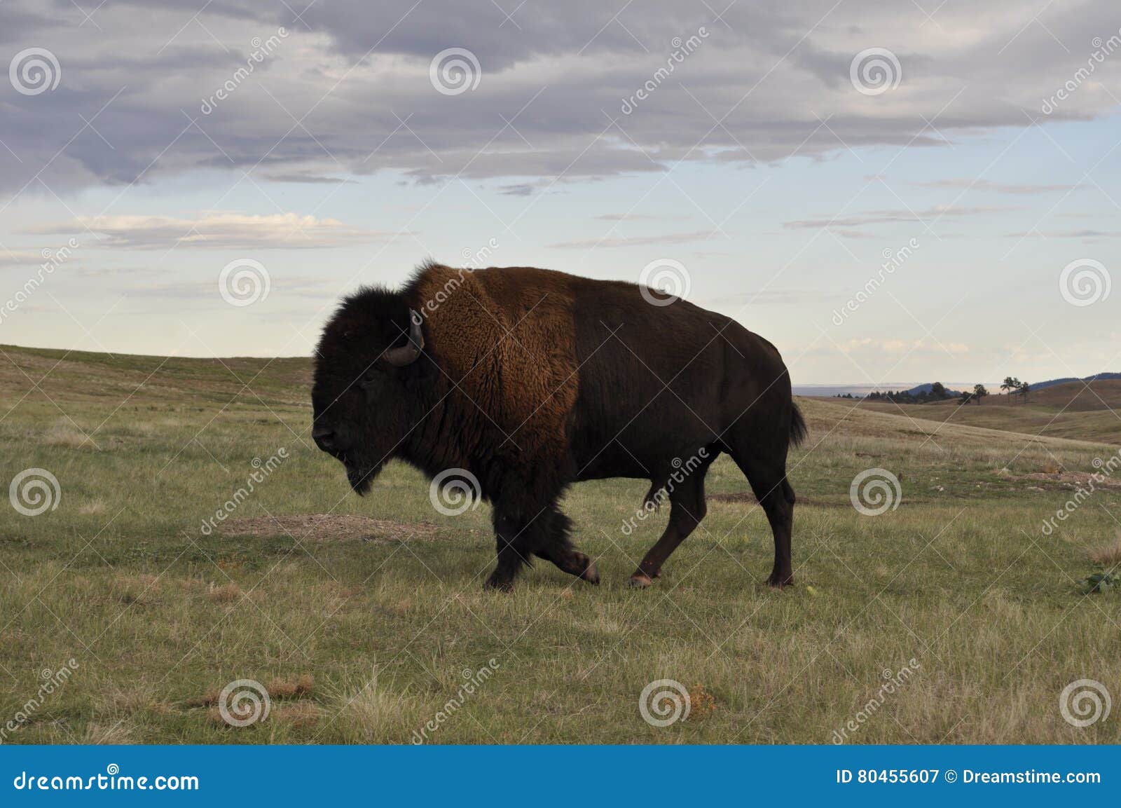 Buffalo in Badlands National Park. Stock Image - Image of grass ...