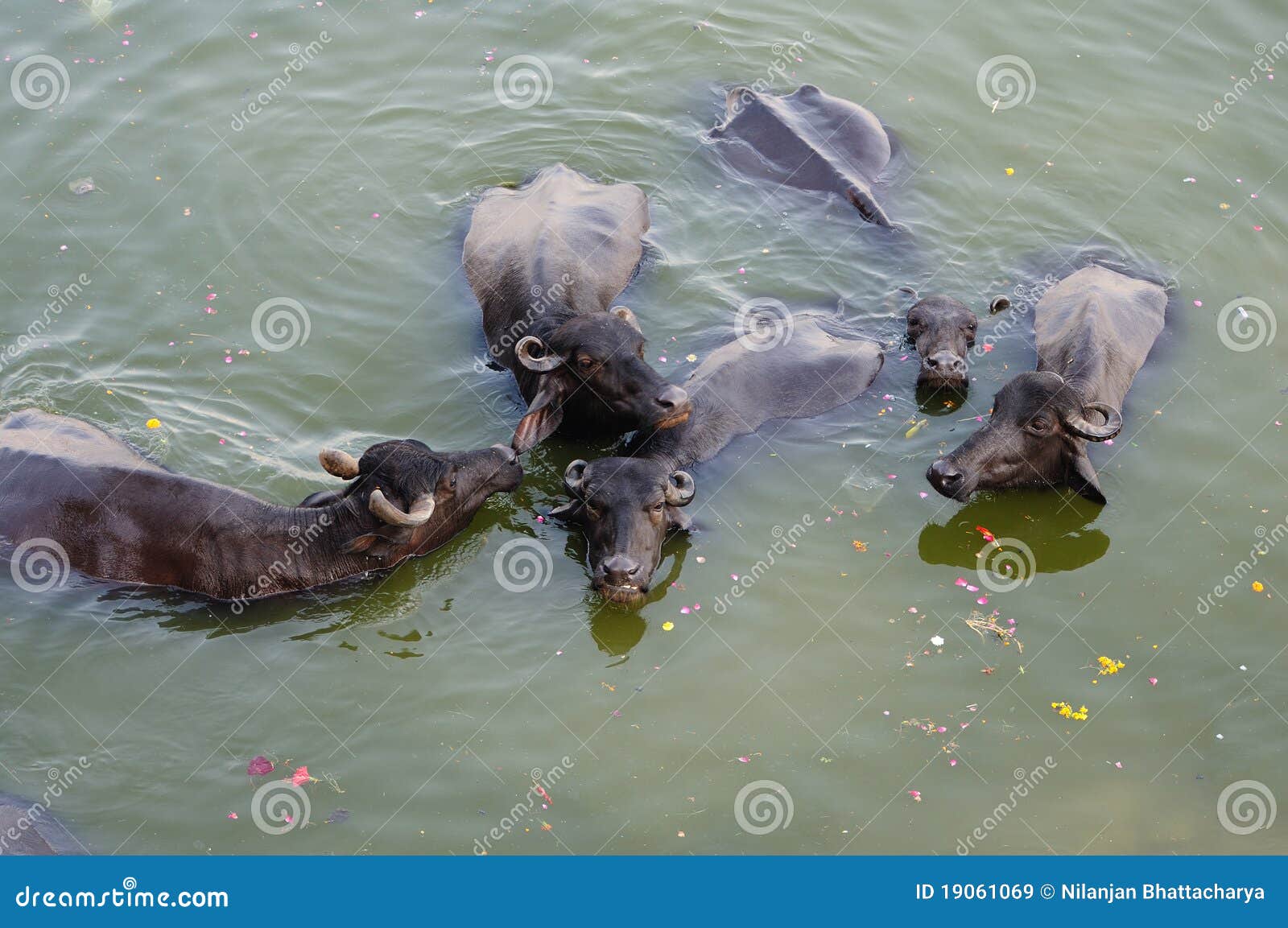 Buffalo bath stock image. Image of green, bison, national - 19061069