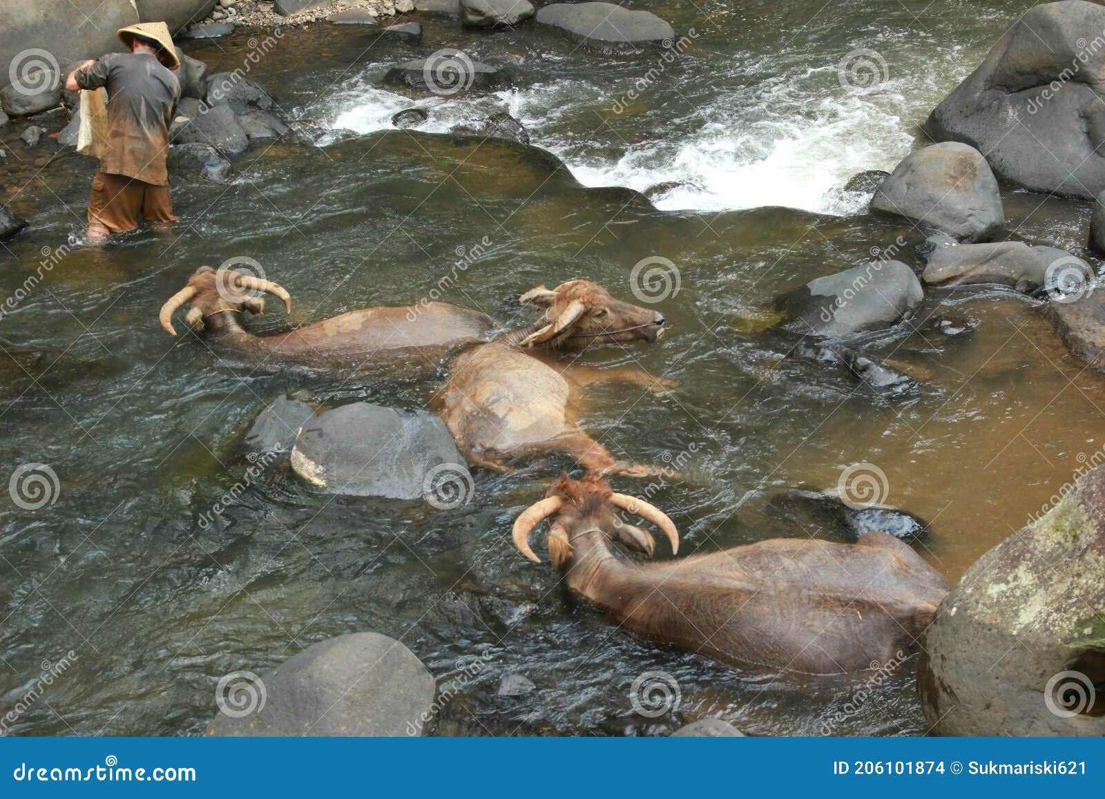 Buffalo Bathing in the River Editorial Stock Image - Image of rock ...