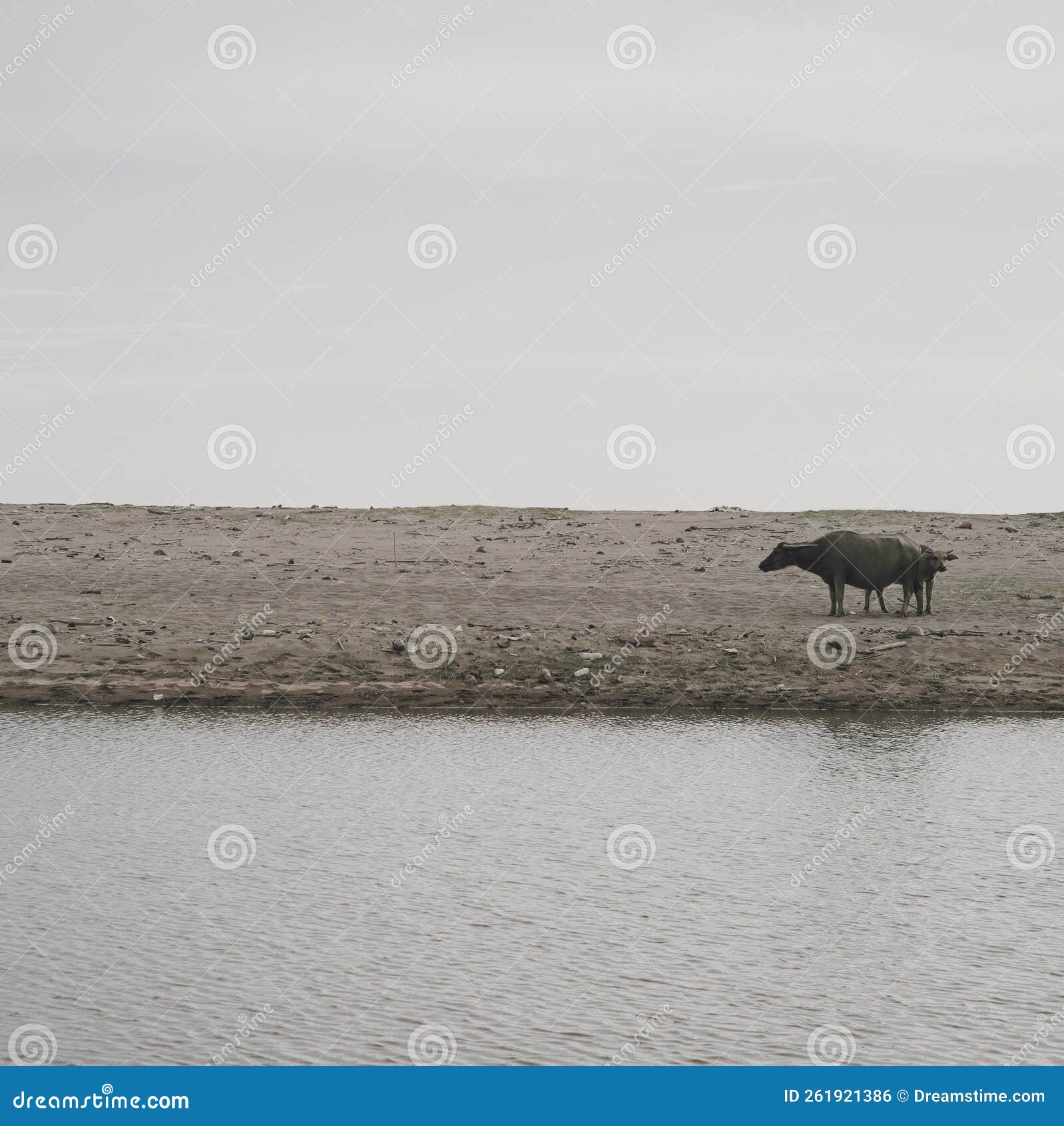 Buffalo on the beach. stock photo. Image of beach, nature - 261921386