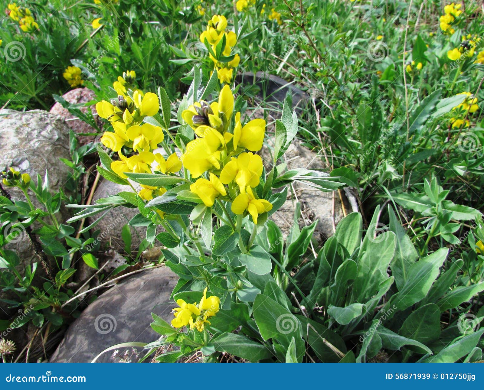 Buffalo Bean flowers 2 stock image. Image of thermopsis - 56871939