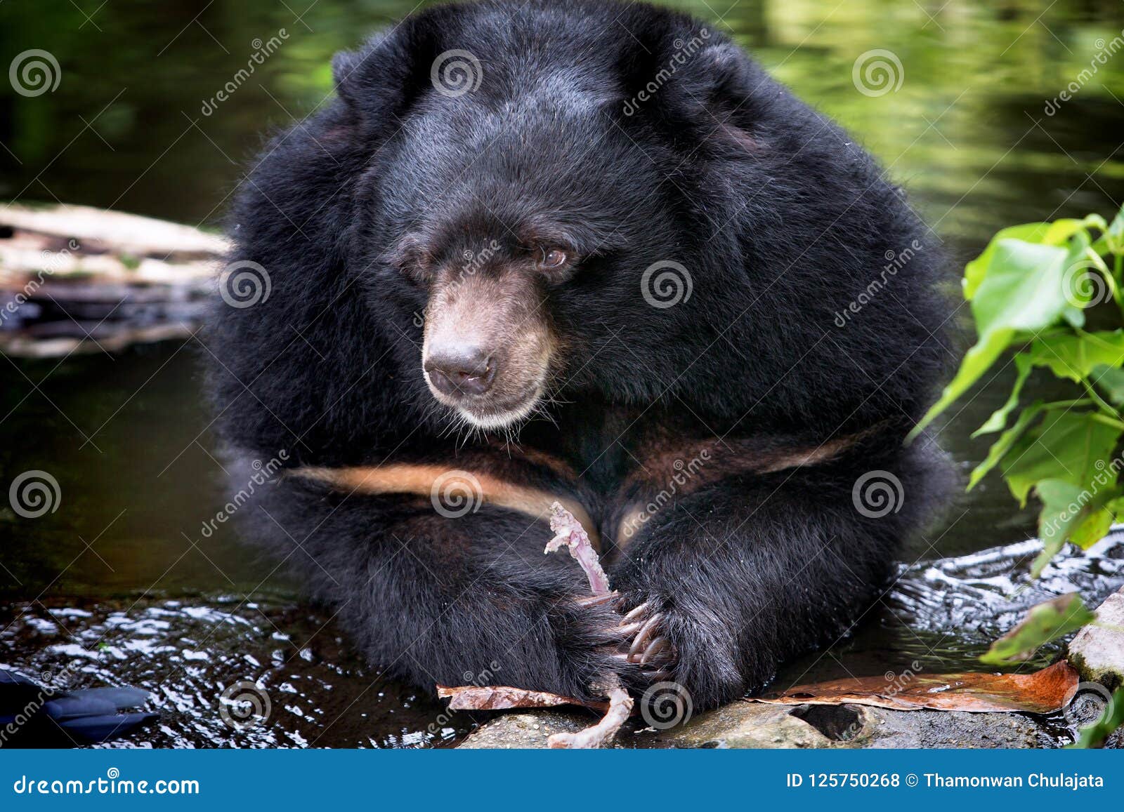 Black buffalo bear stock photo. Image of forest, bear - 125750268