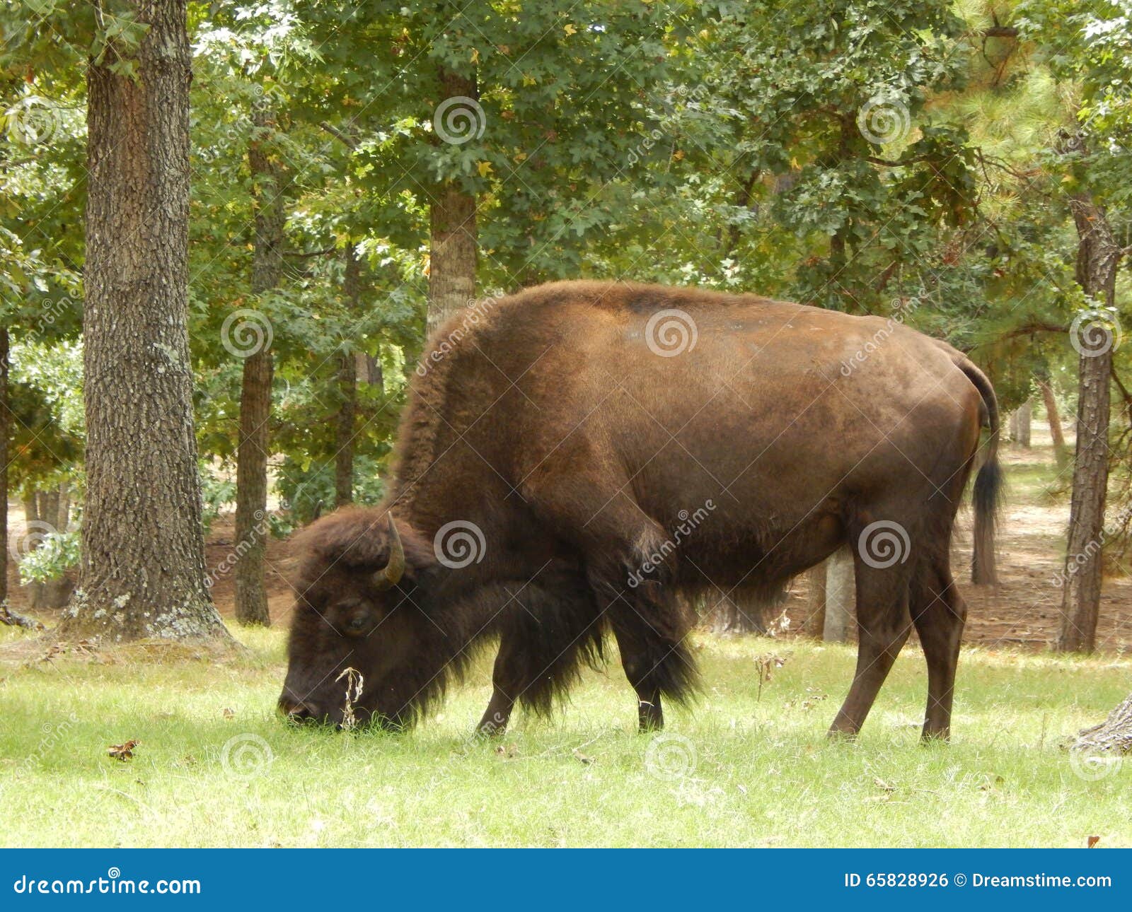 Buffalo stock photo. Image of buffalo, beautiful, ducks - 65828926