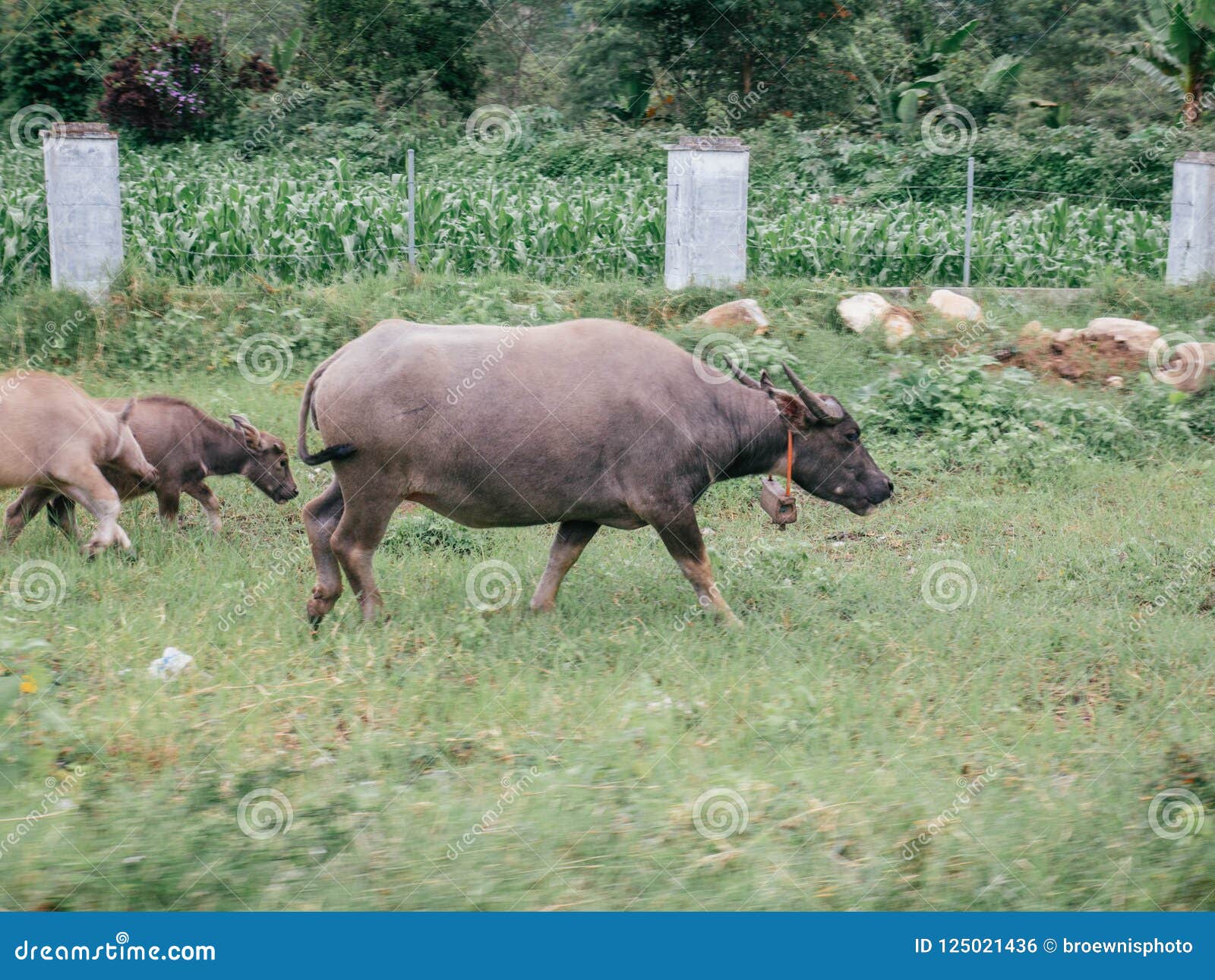 Buffalo with Bell Hanging in the Neck Stock Photo - Image of asia ...