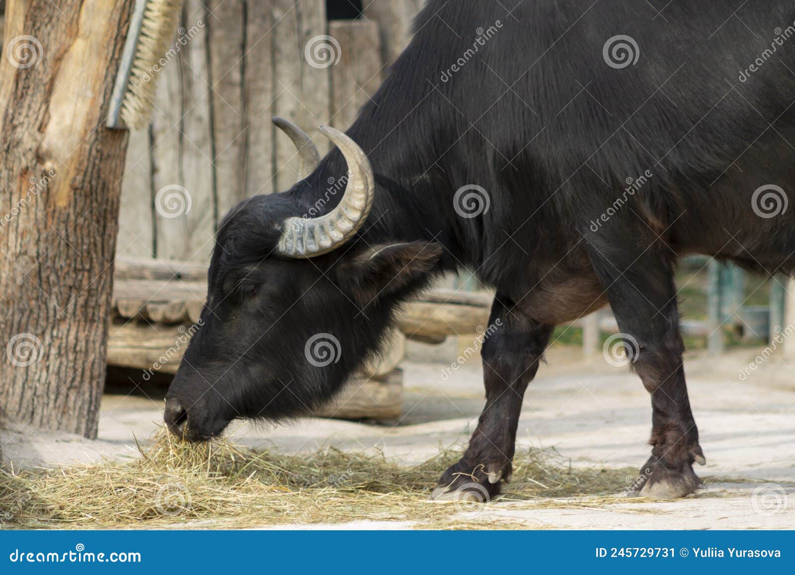 Buffalo in the zoo stock image. Image of fauna, nature - 245729731