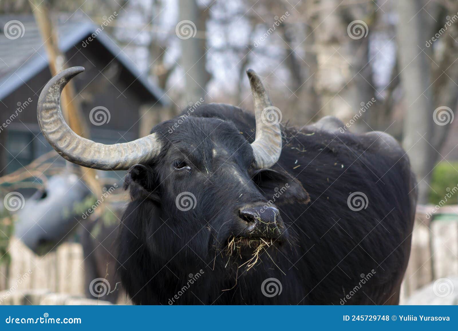 Buffalo in the zoo stock photo. Image of african, animal - 245729748