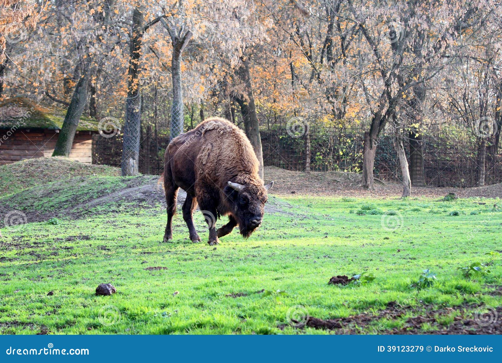 Buffalo stock image. Image of wild, running, buffalo - 39123279