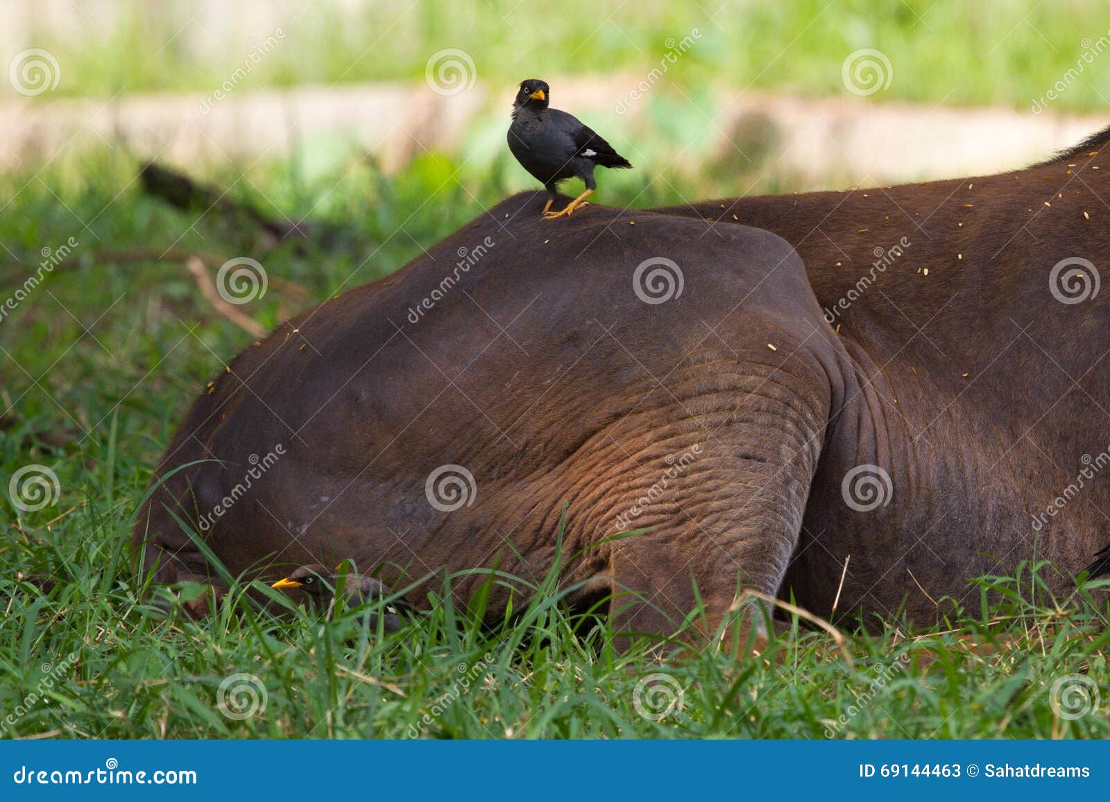Buffalo Birds Alighted on the Back of an Antelope Stock Image - Image ...
