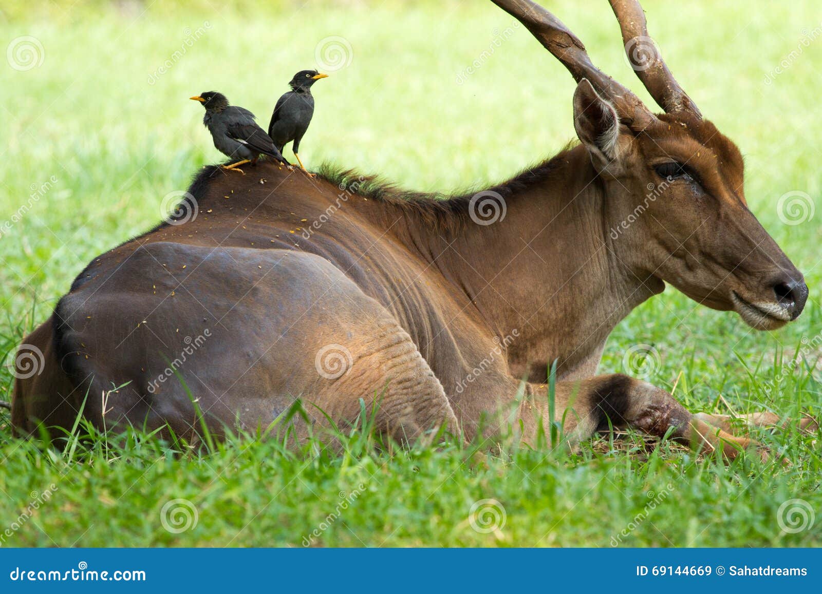 Buffalo Birds Alighted on the Back of an Antelope Stock Image - Image ...