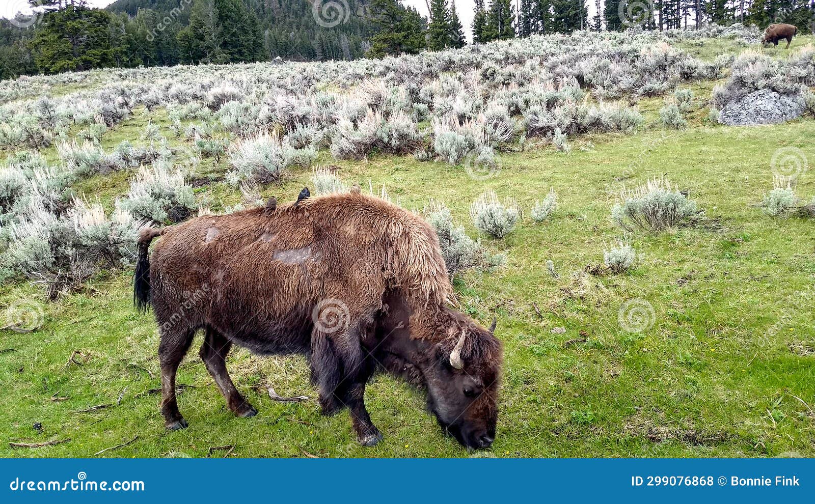 Buffalo with Birds on Back stock photo. Image of animal - 299076868