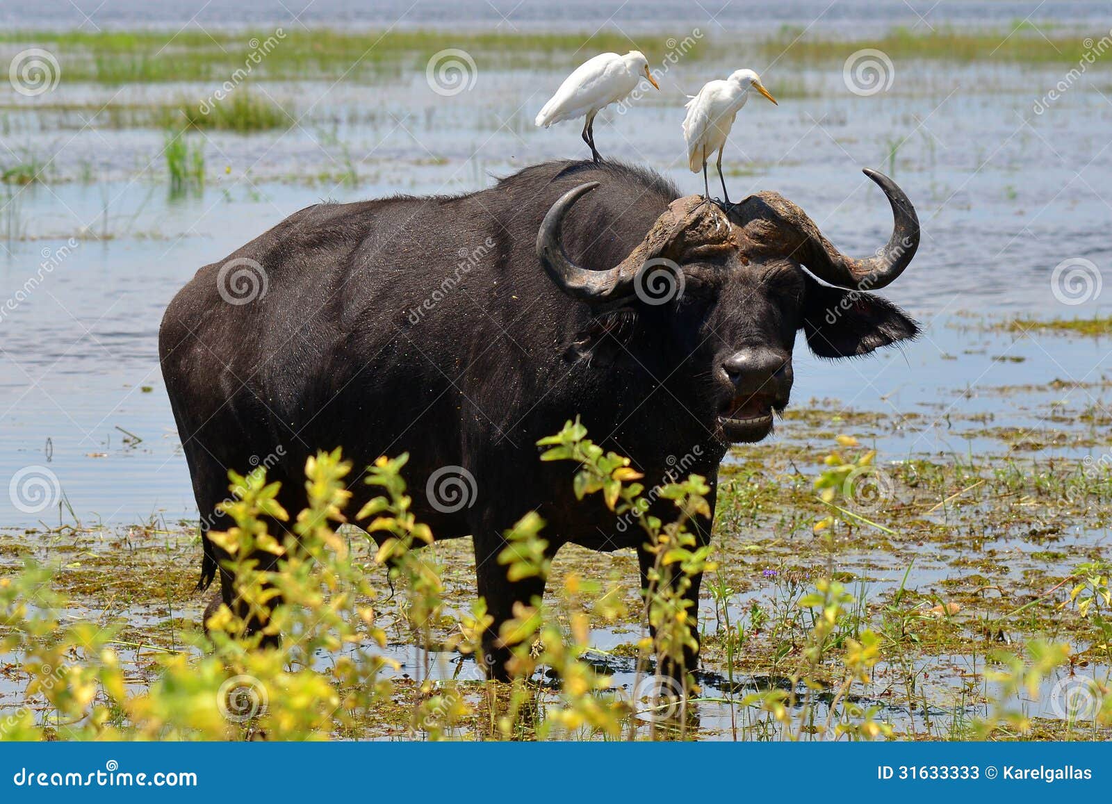 Buffalo and birds stock image. Image of safari, caffer - 31633333