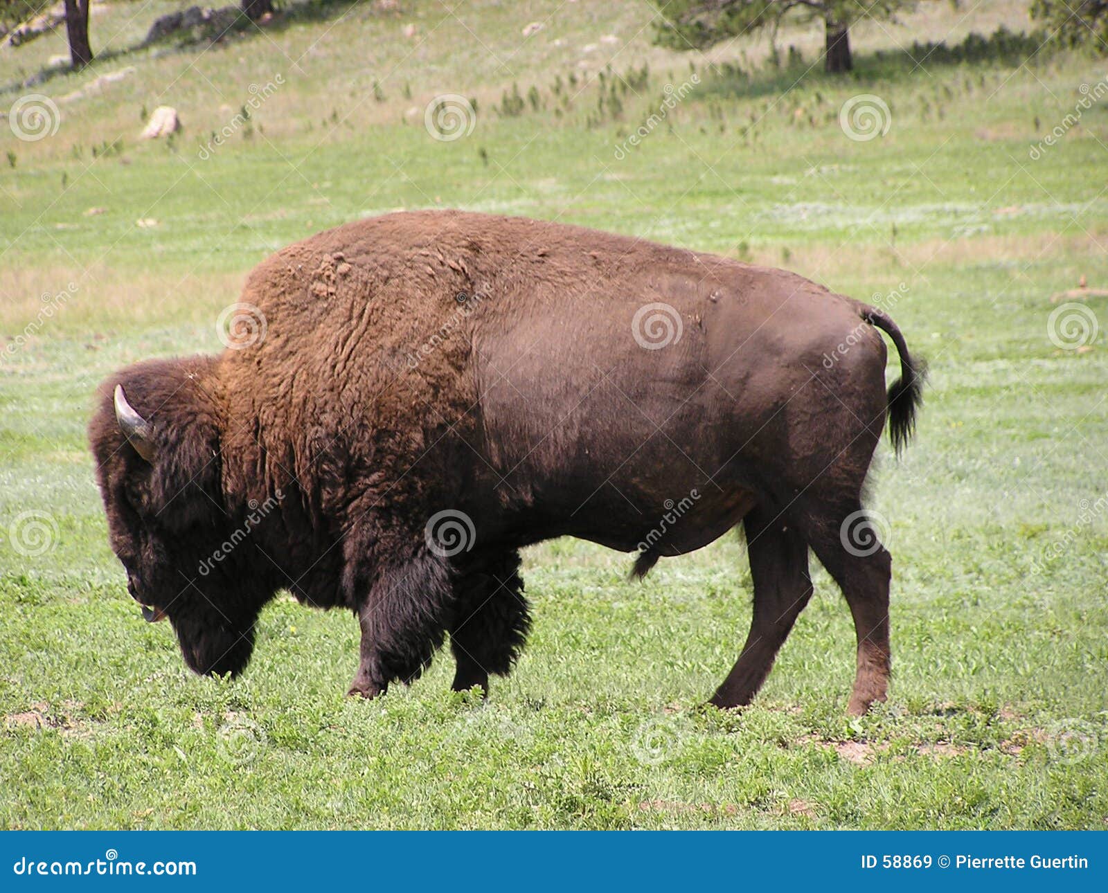 Buffalo (Bison Bison) At Yellowstone National Park Showing Shedding Fur ...