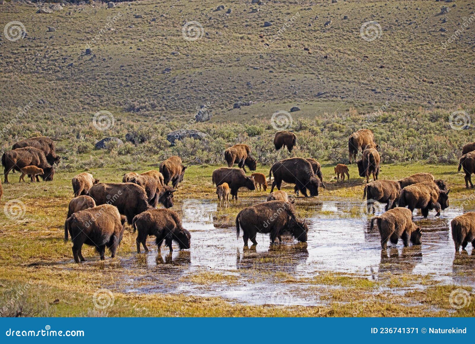 Buffalo Cows and Calves in a Group Drinking from Marshland Stock Image ...