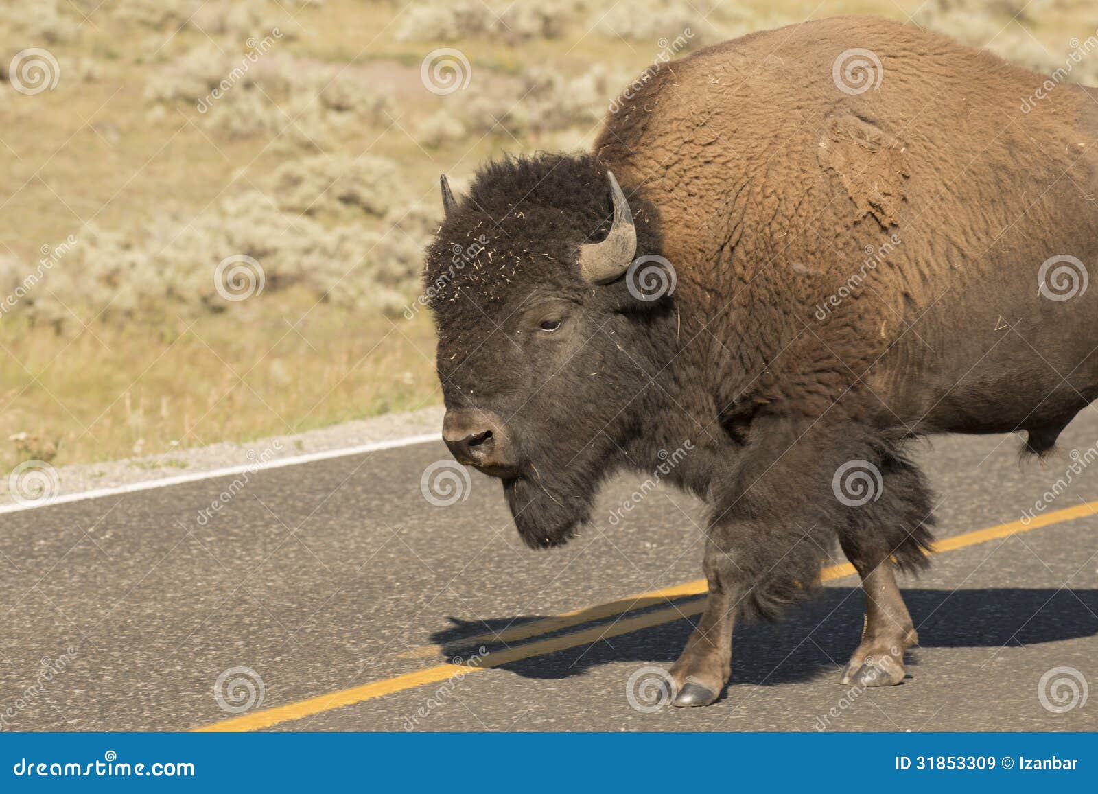 Buffalo (Bison Bison) At Yellowstone National Park Showing Shedding Fur ...
