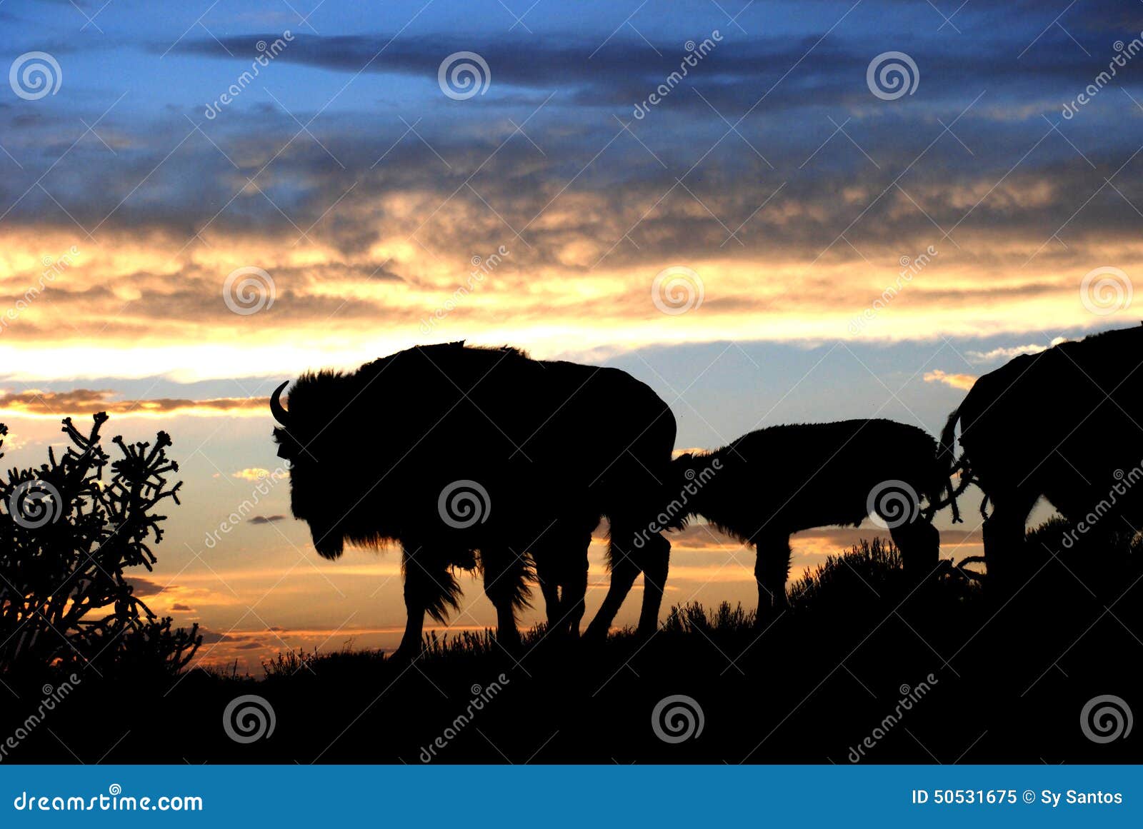 Buffalo Bison Silhouette on Ridge at Sunset Stock Image - Image of ...