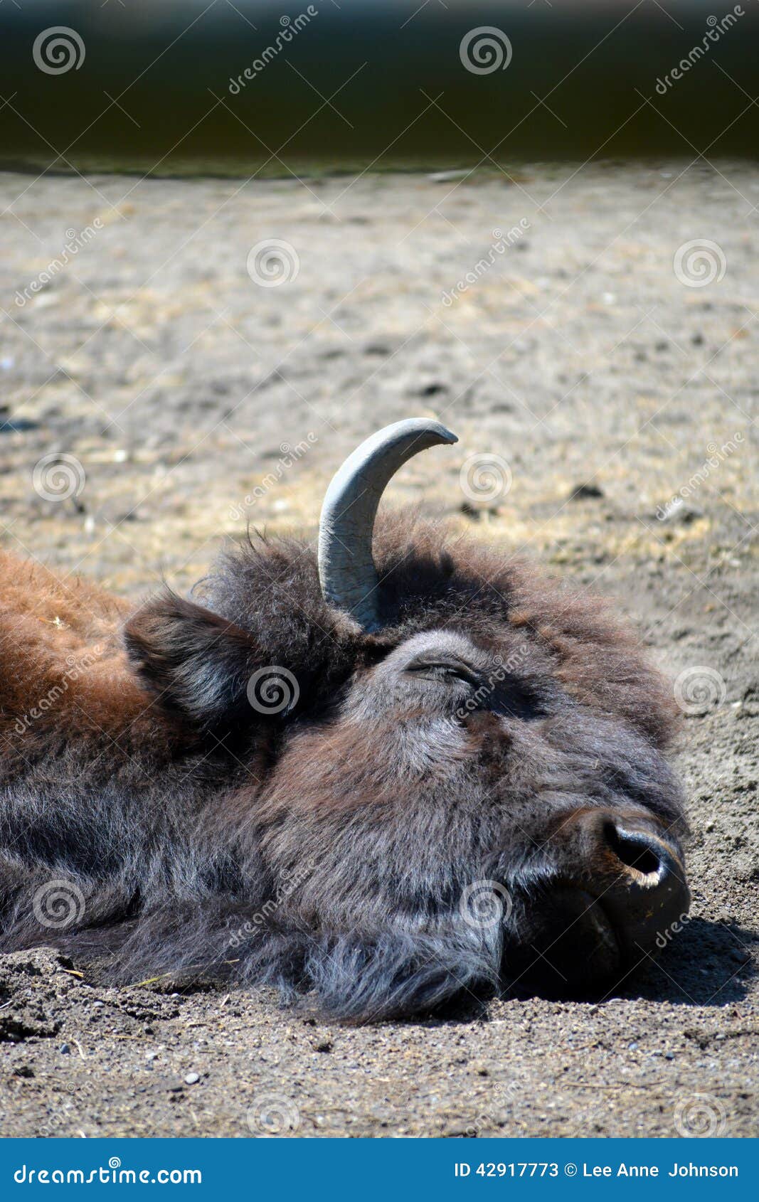 Buffalo Bison Sleeping in the Afternoon Stock Image - Image of nose ...