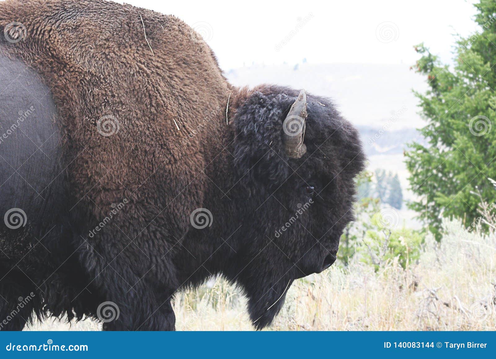 Buffalo stock photo. Image of autumn, yellowstone, walking - 140083144