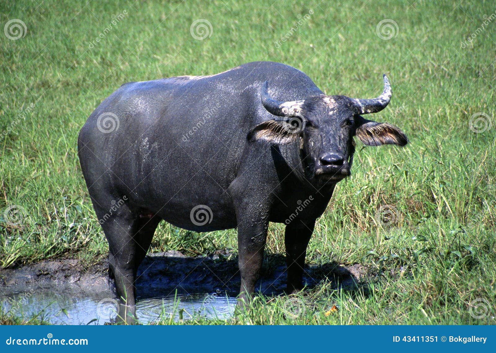 Buffalo stock image. Image of abstract, asia, buffaloes - 43411351