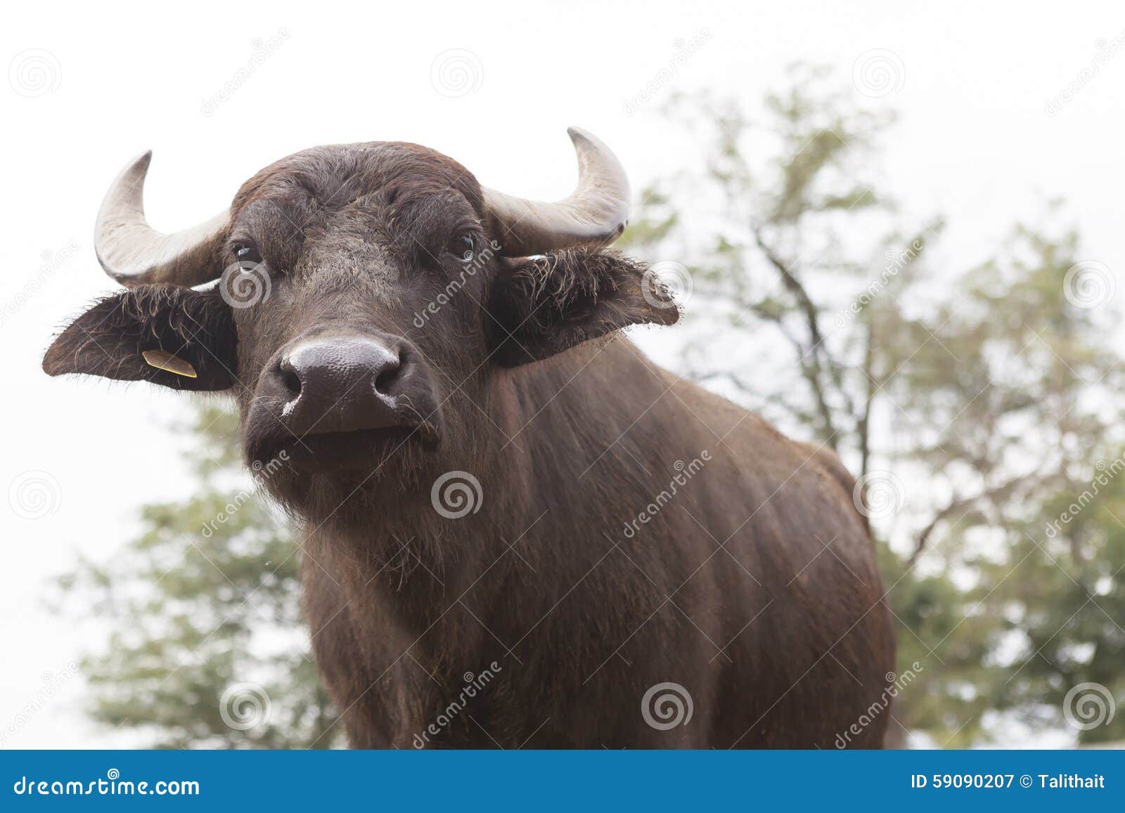 Buffalo breeding stock image. Image of face, farms, animal - 59090207