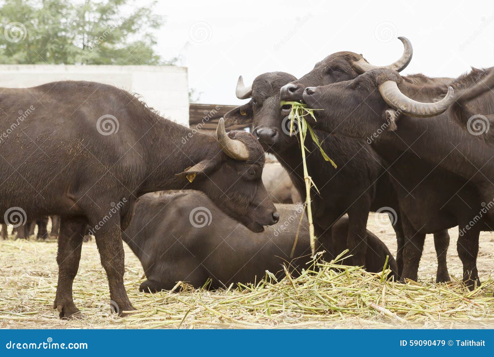 Buffalo breeding stock image. Image of breeding, bovine - 59090479