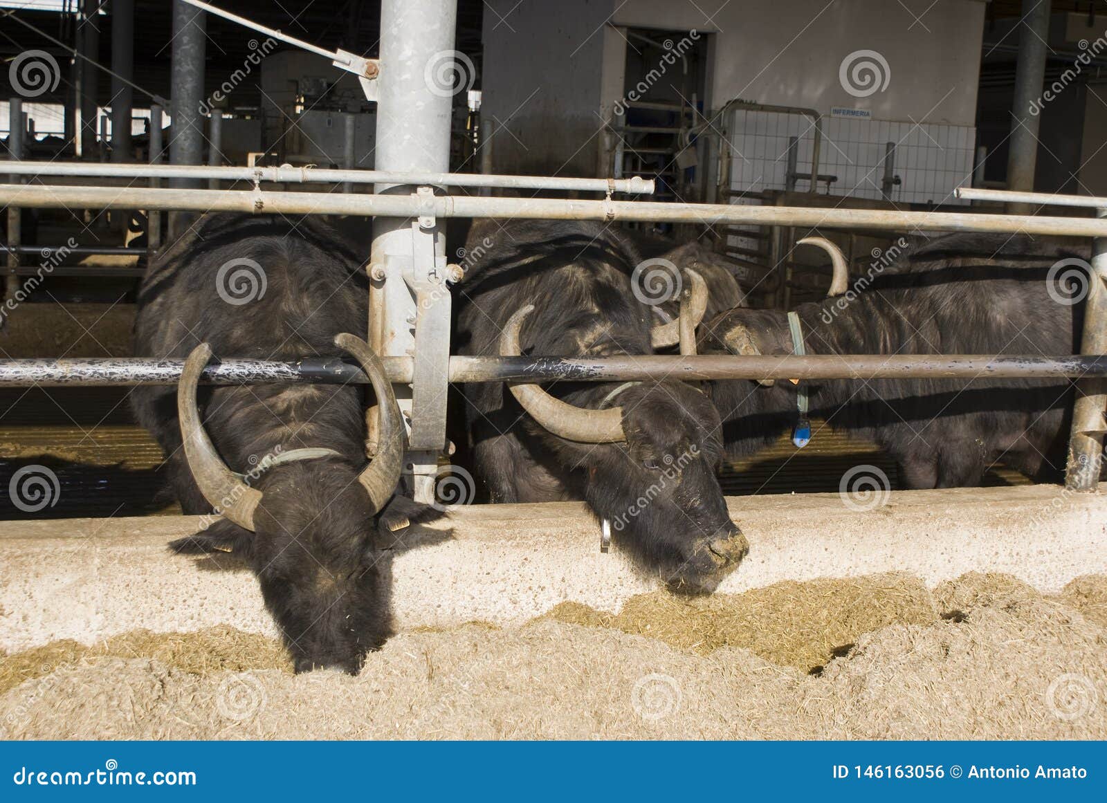 Buffalo breeding, Italy stock photo. Image of campania - 146163056
