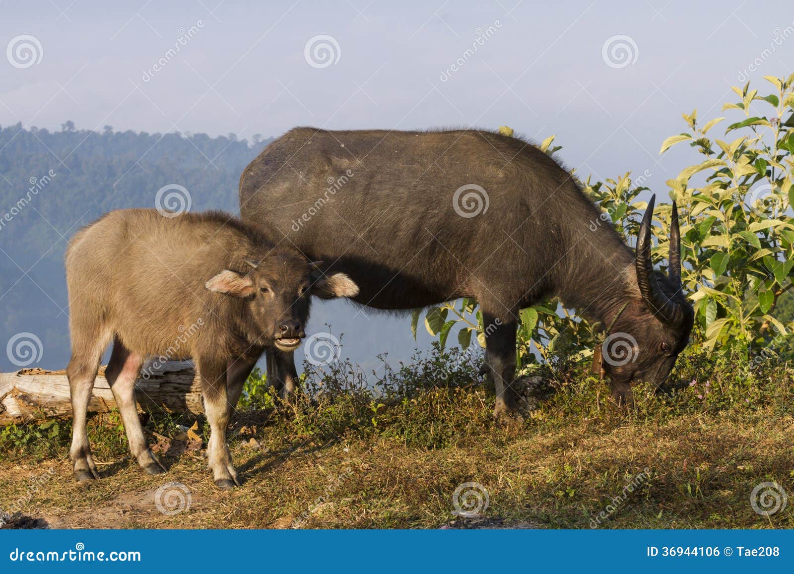 Buffalo (Bubalus Bubalis) in Thailand Stock Photo - Image of care ...