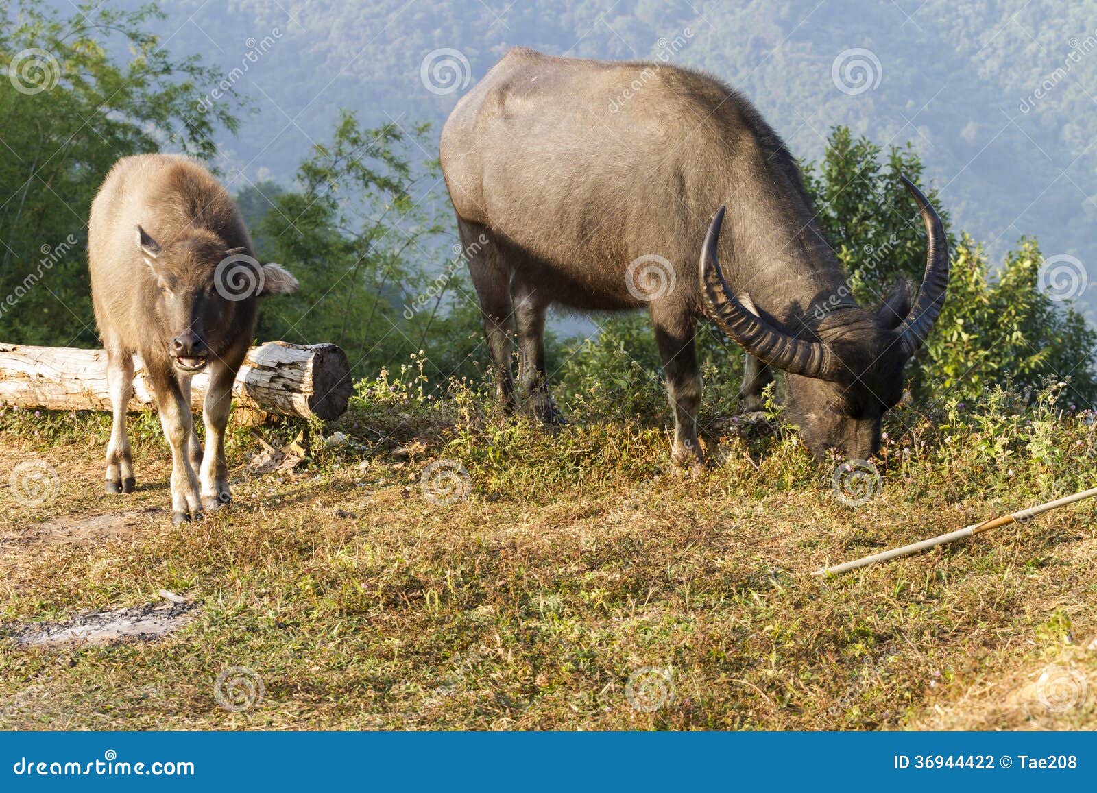 Buffalo (Bubalus Bubalis) in Thailand Stock Photo - Image of cattle ...
