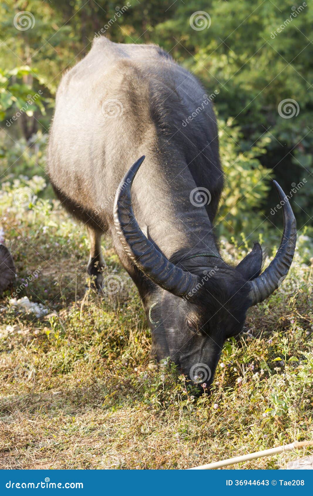 Buffalo (Bubalus Bubalis) in Thailand Stock Image - Image of eating ...