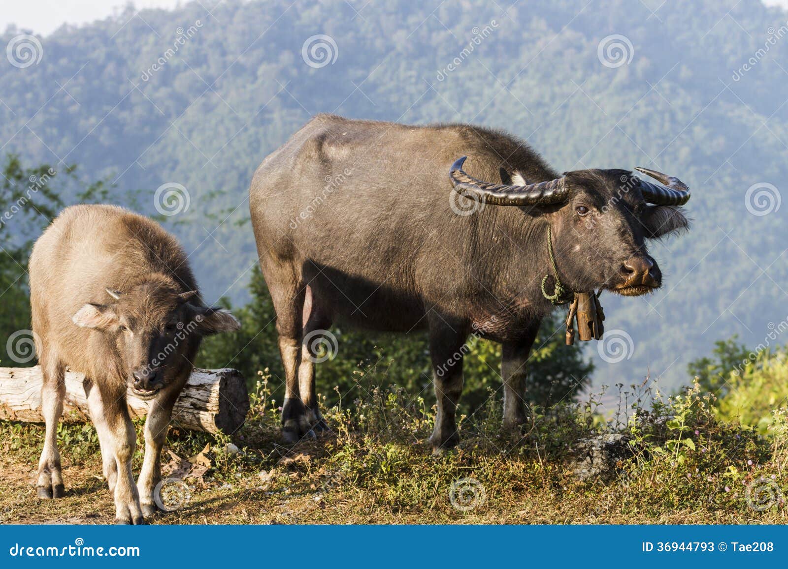 Buffalo (Bubalus Bubalis) in Thailand Stock Image - Image of relation ...
