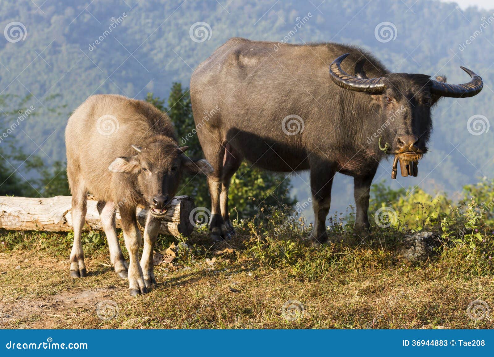 Buffalo (Bubalus Bubalis) in Thailand Stock Image - Image of enjoyment ...