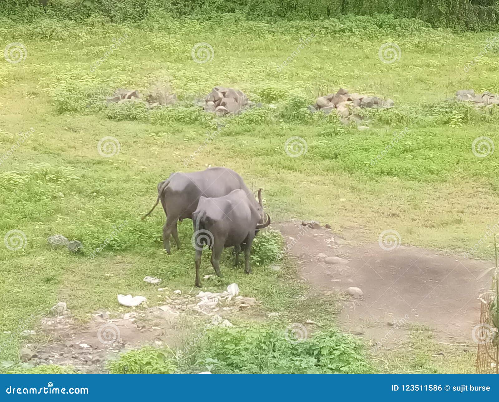 Buffalo stock photo. Image of jungle, mais, buffaloes - 123511586