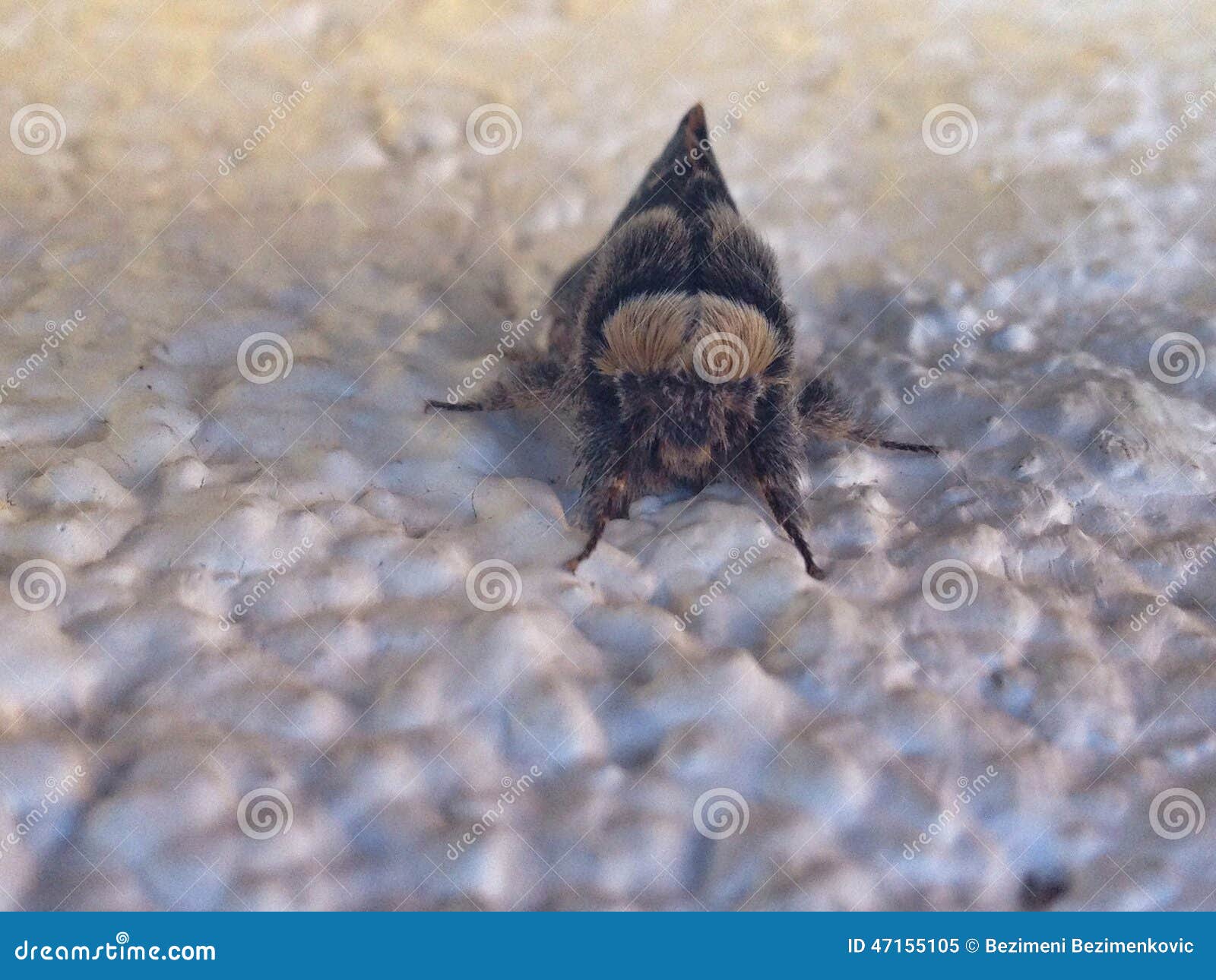 Buffalo bug stock image. Image of fauna, aphids, isolated - 47155105
