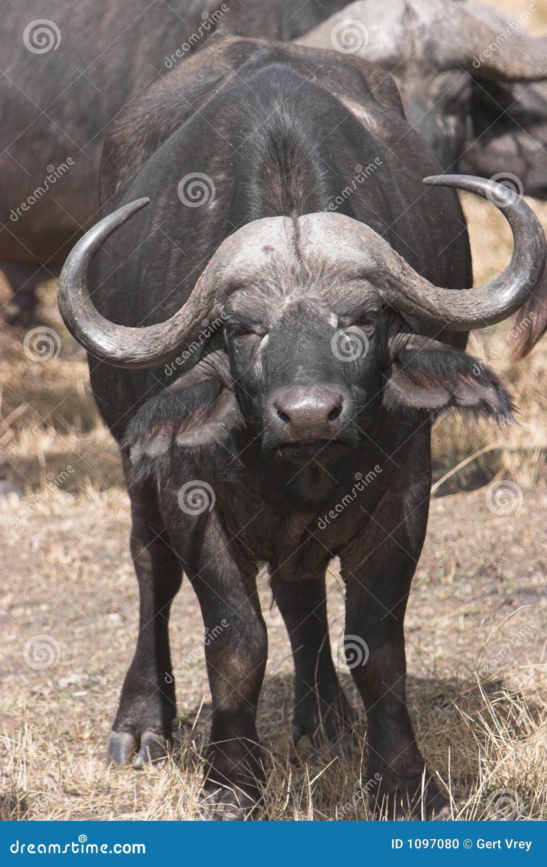 Buffalo bull stock photo. Image of aggressive, mammal - 1097080