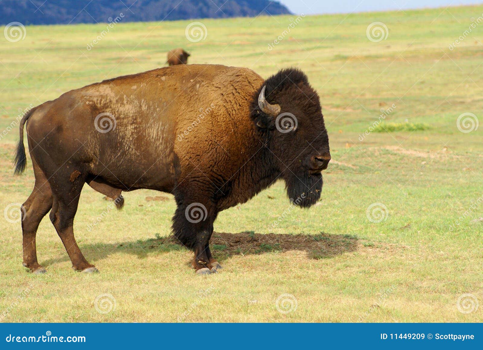 Buffalo Bull stock image. Image of buffalo, plains, bull - 11449209