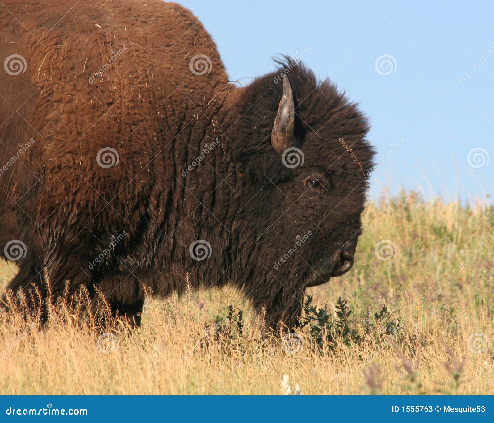 Buffalo bull stock image. Image of western, united, plains - 1555763