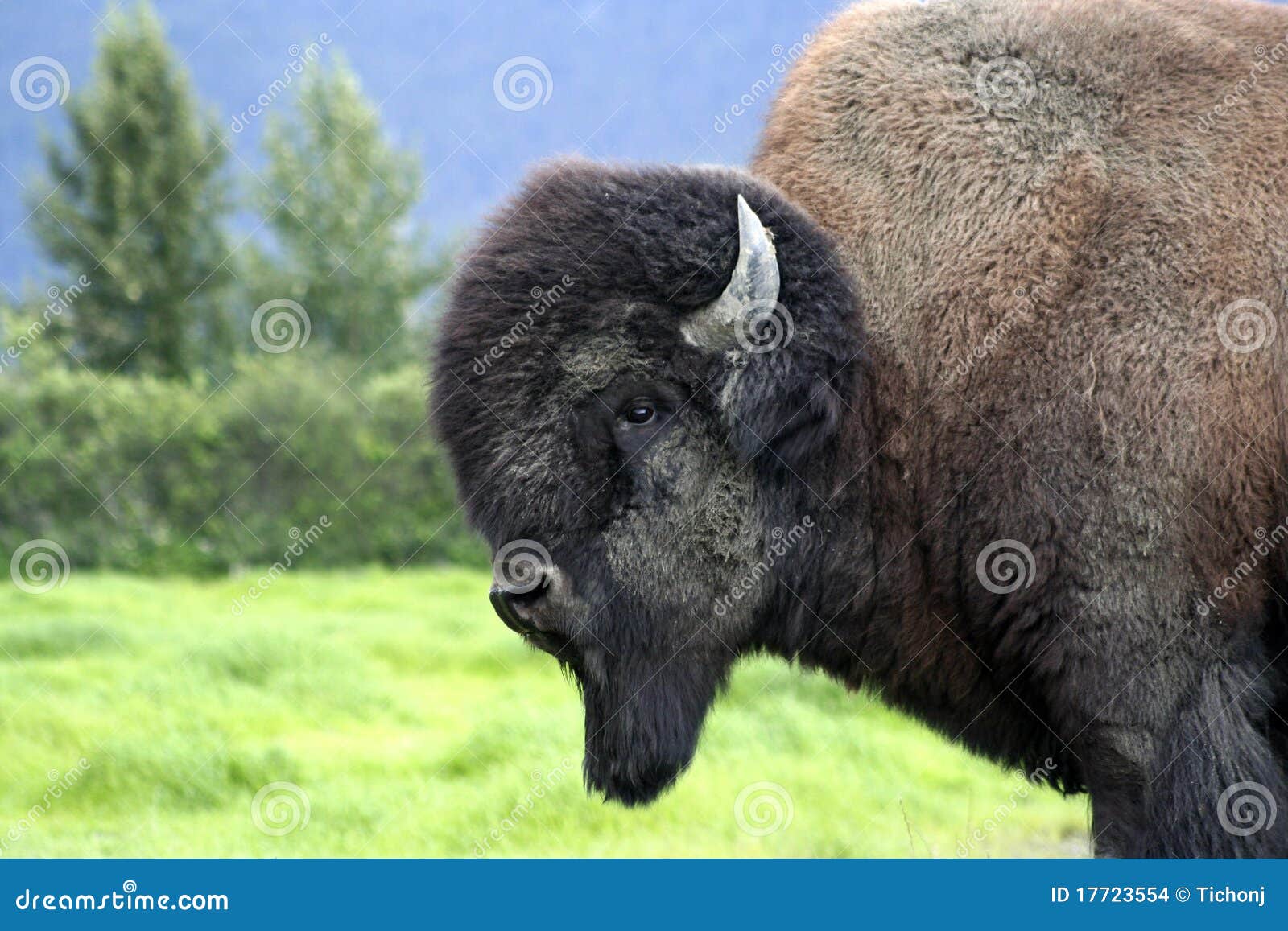 Buffalo Bull stock photo. Image of bison, alaska, bull - 17723554