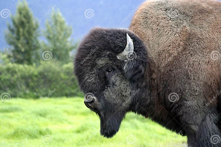 Buffalo Bull stock photo. Image of bison, alaska, bull - 17723554