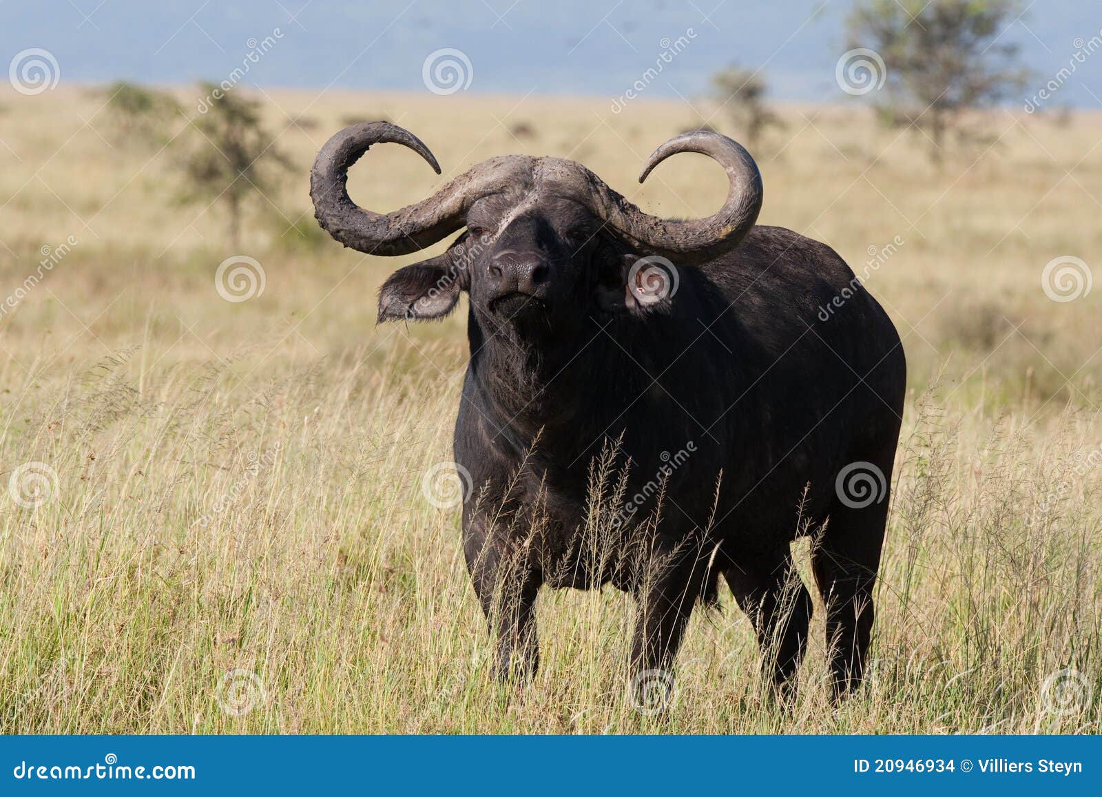 Buffalo bull stock photo. Image of charge, animal, proud - 20946934