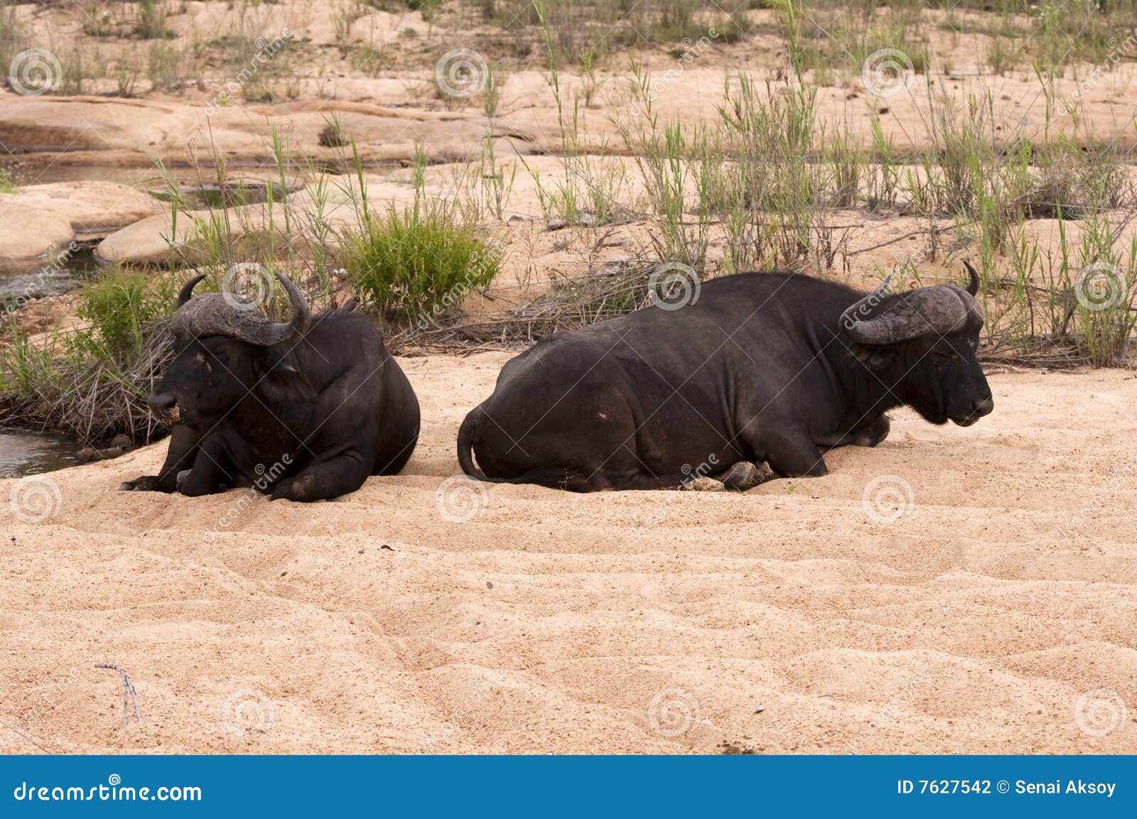 Buffalo bull stock photo. Image of hair, nature, horns - 7627542