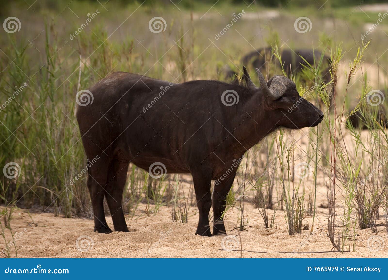 Buffalo bull stock image. Image of bison, muzzle, african - 7665979